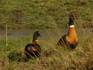 The Nature of Robertson: Chestnut-breasted Shelducks (Mountain Ducks)