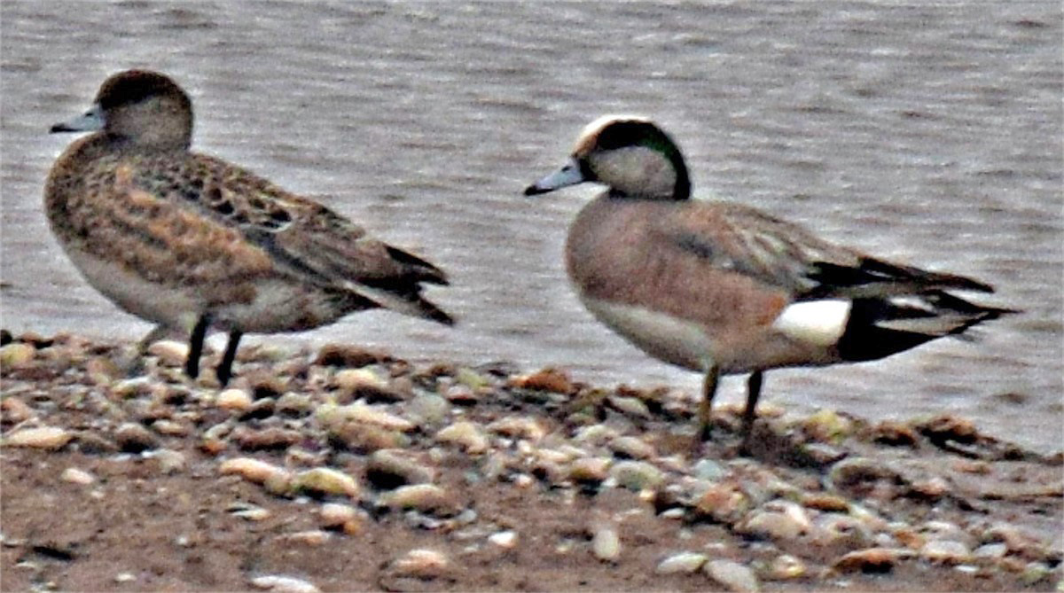 nature tales and camera trails: American Widgeon