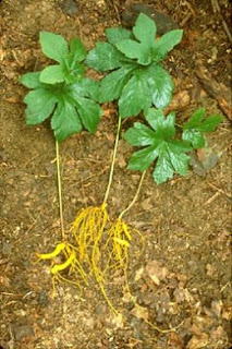 Canning Granny: Herbal Medicine Part 3: A Bitter Herb to Swallow