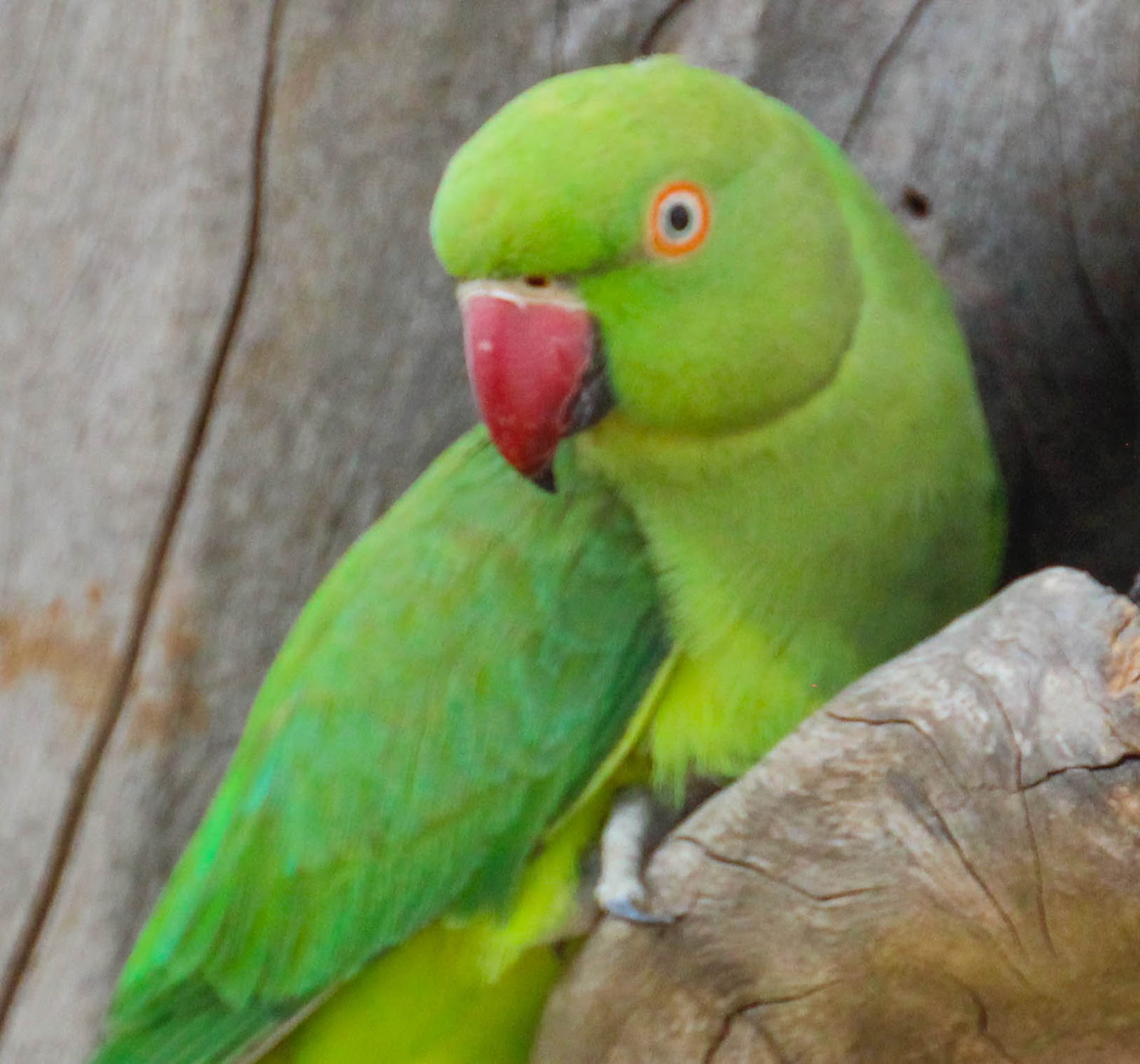 Cannundrums: Indian Rose-Ringed Parakeet