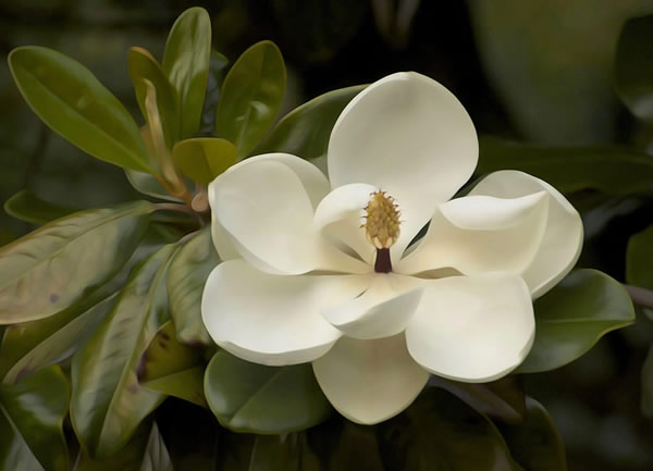 About Health: Magnolia