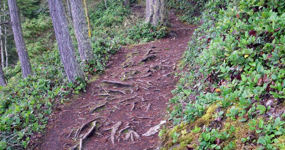 Natures Walk Studio: Bumpy Path