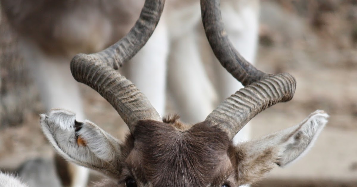 Animals of the world: Addax