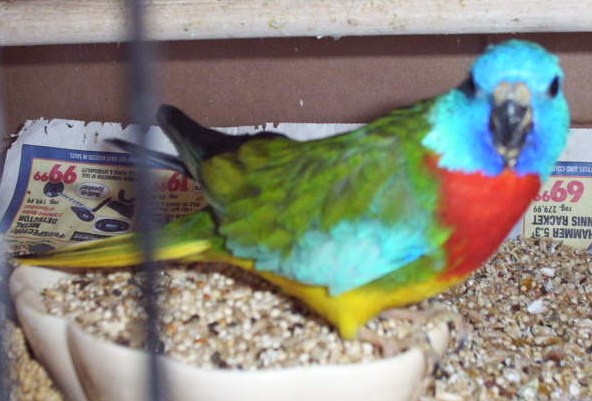 The Splendid Bourke Bird Blog: What to Feed Bourke Parakeets, A Question