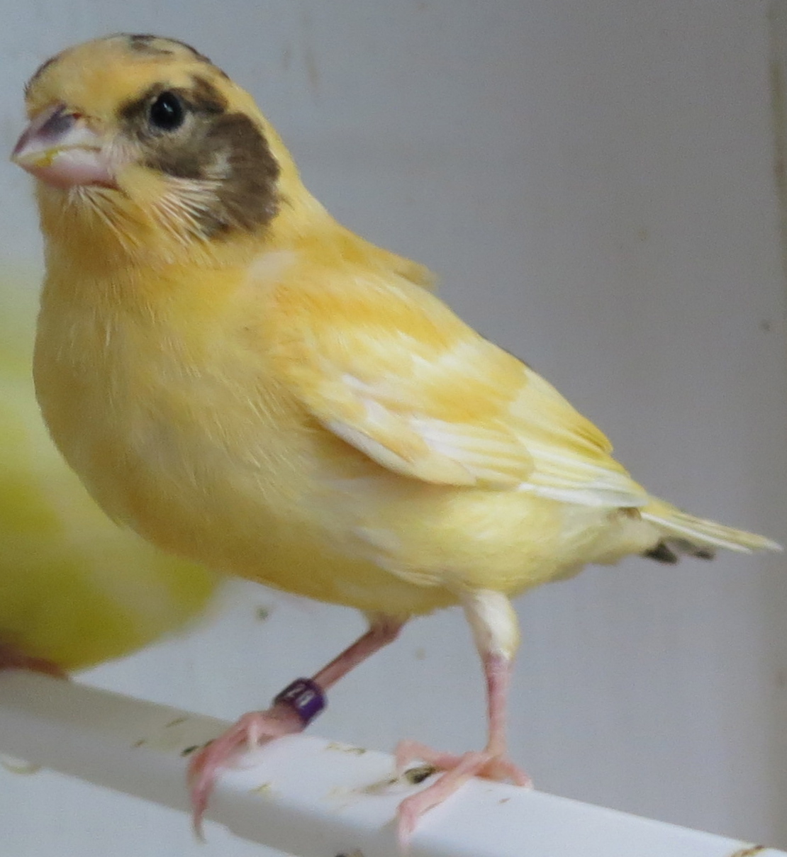 Canary Tales: Brain Teaser - Chicks look so different?