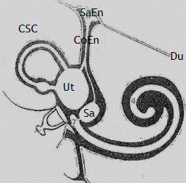 Anatomía oído: Oído Interno ~ Audiología didáctica para estudiantes