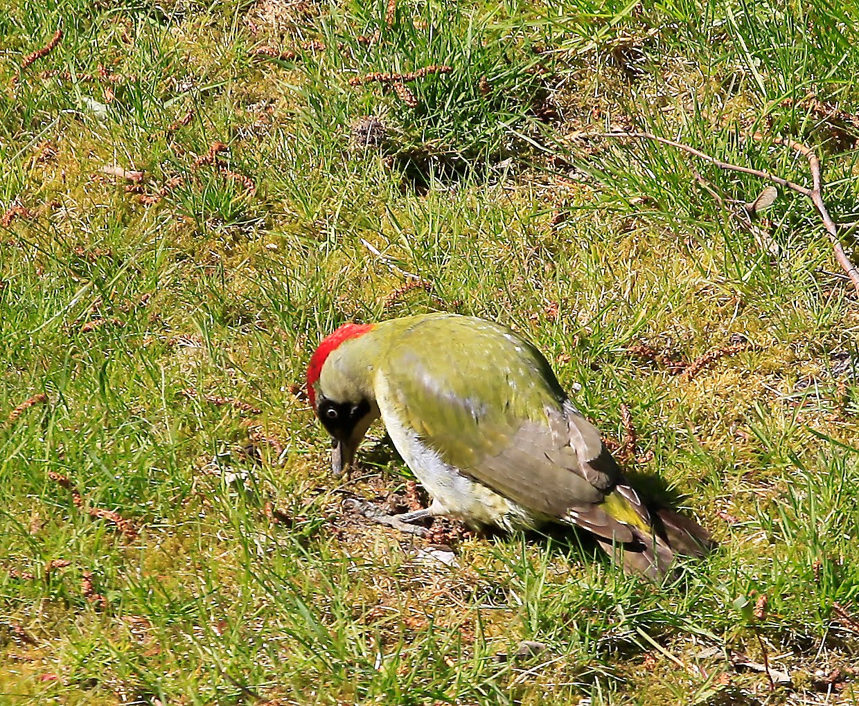 MIS VIAJES:DESDE ZARAGOZA A LA LUNA: EXCURSIONES : EL BOCAL en TUDELA ...