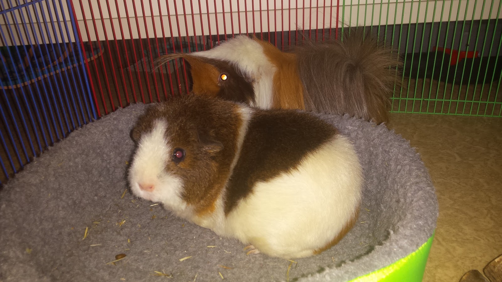 Leven met Cavia's: Alles over de cavia's