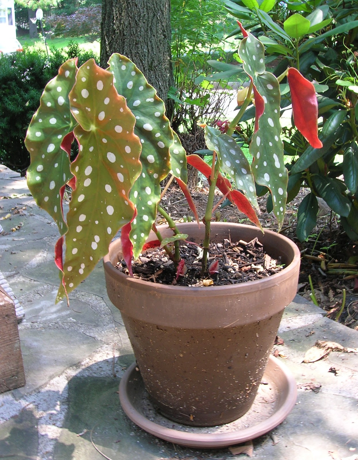 TANAMAN HIAS BEGONIA PENGHIAS RUMAH | Tips Petani