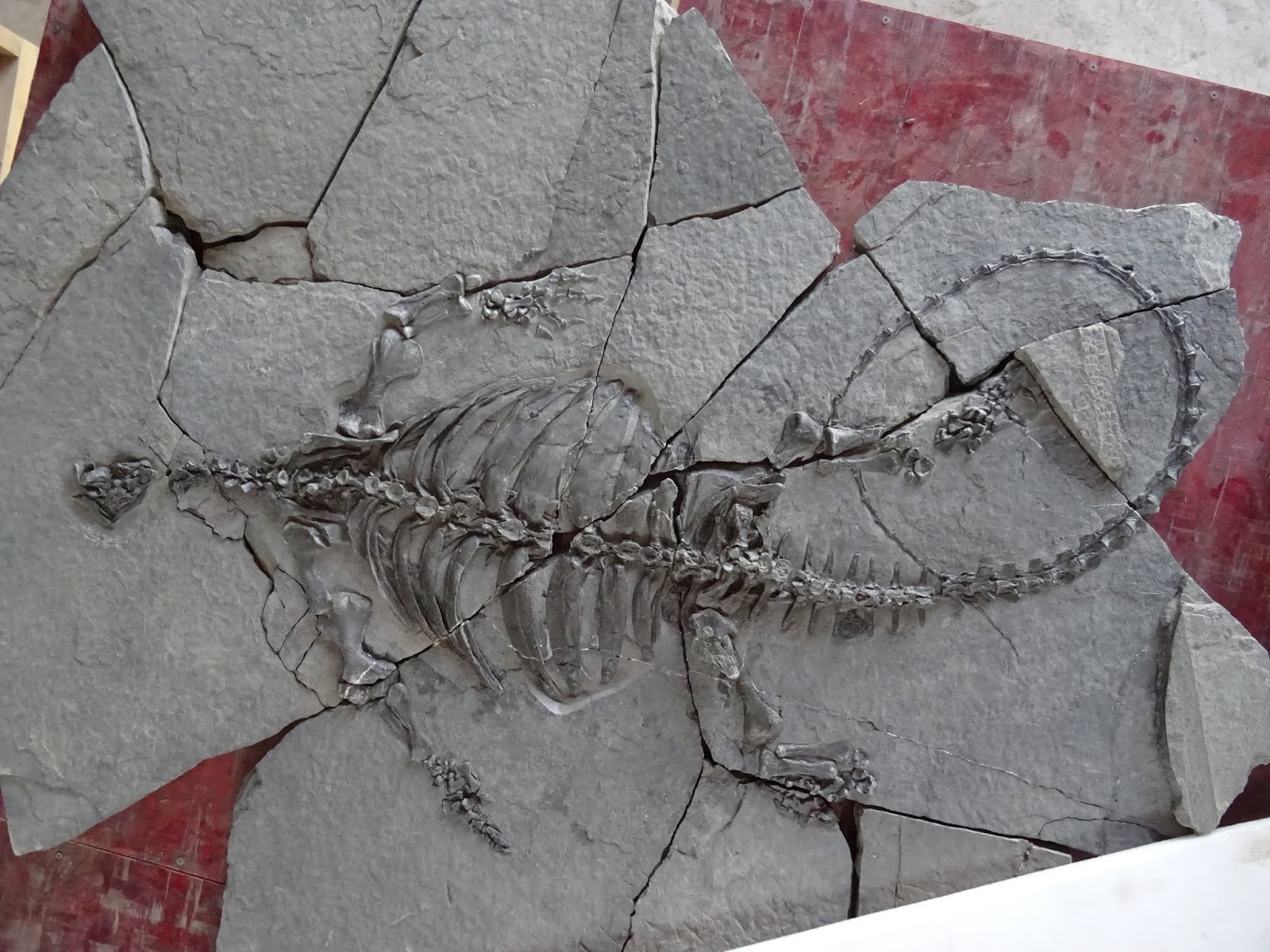 Species New to Science: [Paleontology • 2018] Eorhynchochelys sinensis ...