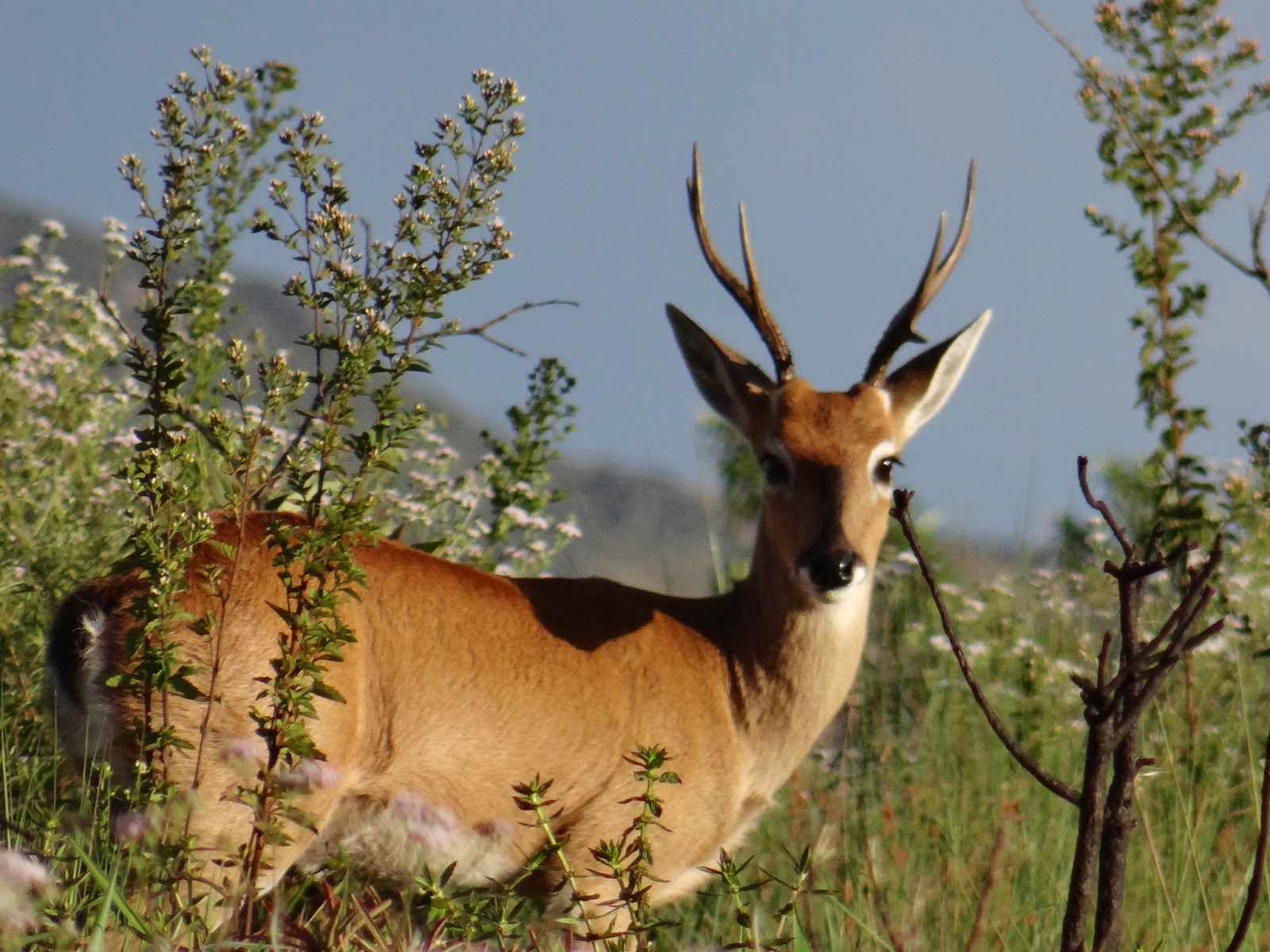 Blog do Ademir Carosia: Veado-campeiro