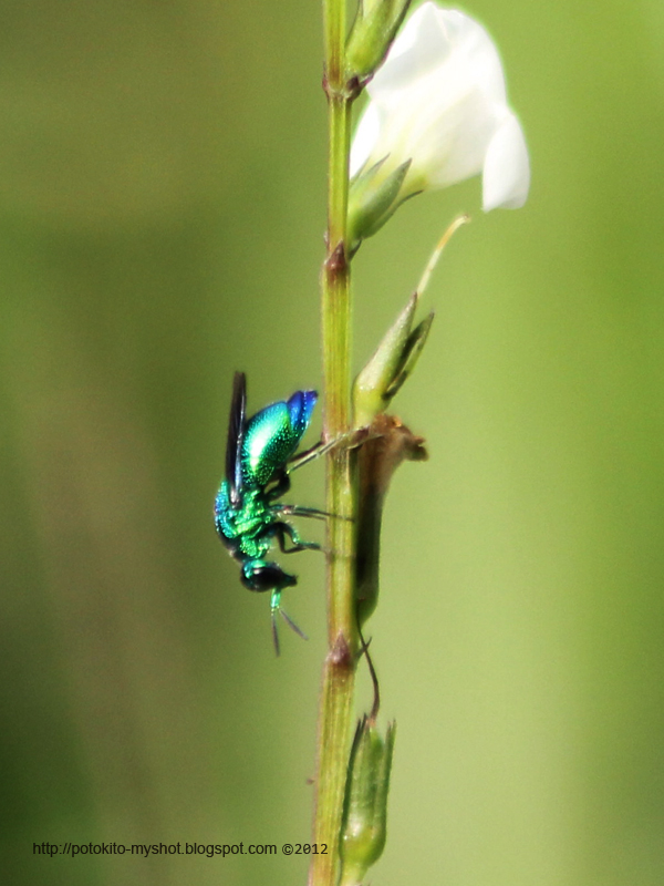 Metallic Bluish Green Cuckoo Wasp (Chrysis angolensis)