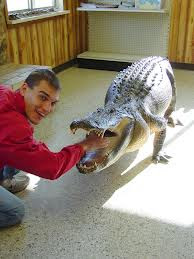 Funny And Hilarious Jokes: Tamed Alligator