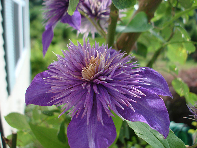 Himalayan Flower Nursery: Clematis - climbers plant