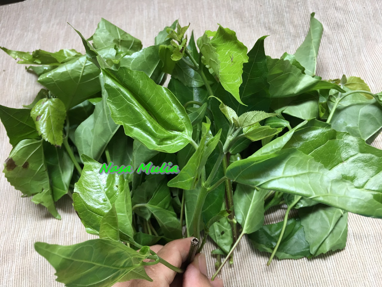 warna warni hidupku..............: Jom Kenali Pucuk-Pucuk / Herba ...