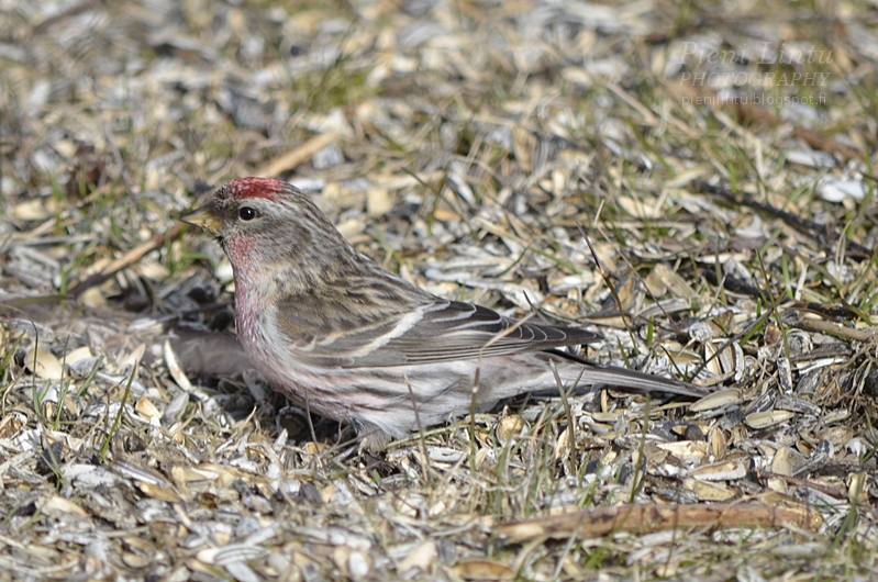 Pieni Lintu: Pikkulinnut