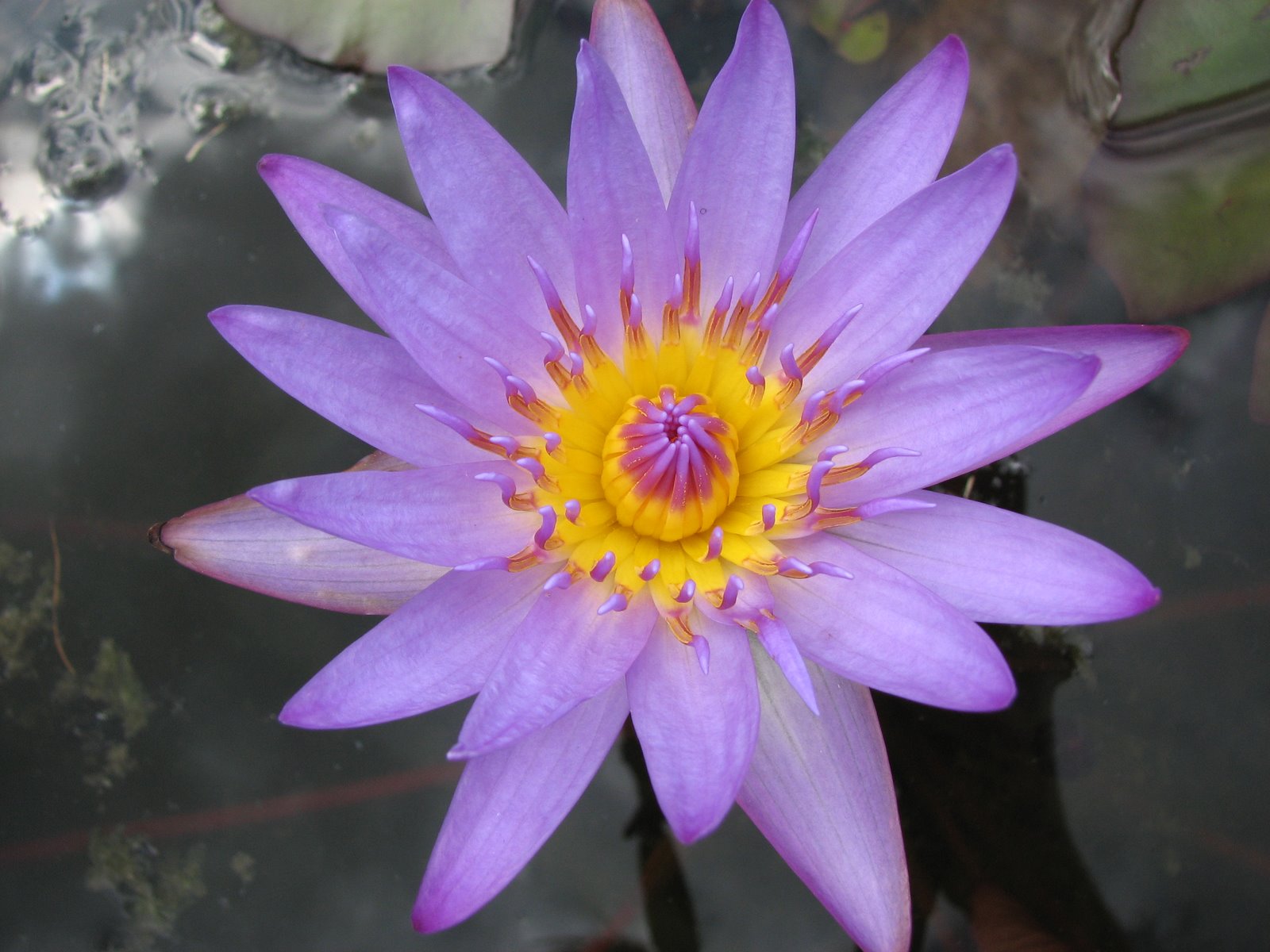 Plant Photography: Nymphaea colorata Purple Water Lily Flower