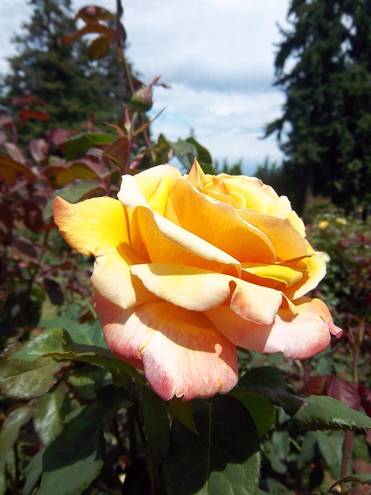 Gardenology: Roses Are Lovely