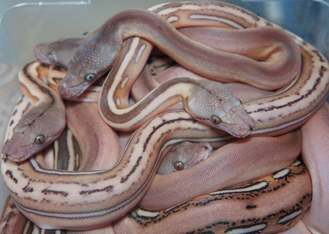 The Joys of Reptile Keeping and Awesome Reptiles: Reticulated Pythons