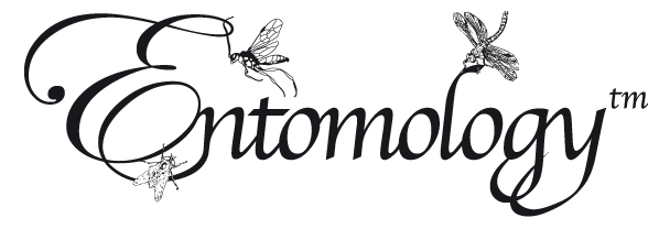 Snijder&CO: "Entomology" our new handpainted Decorative Plate series