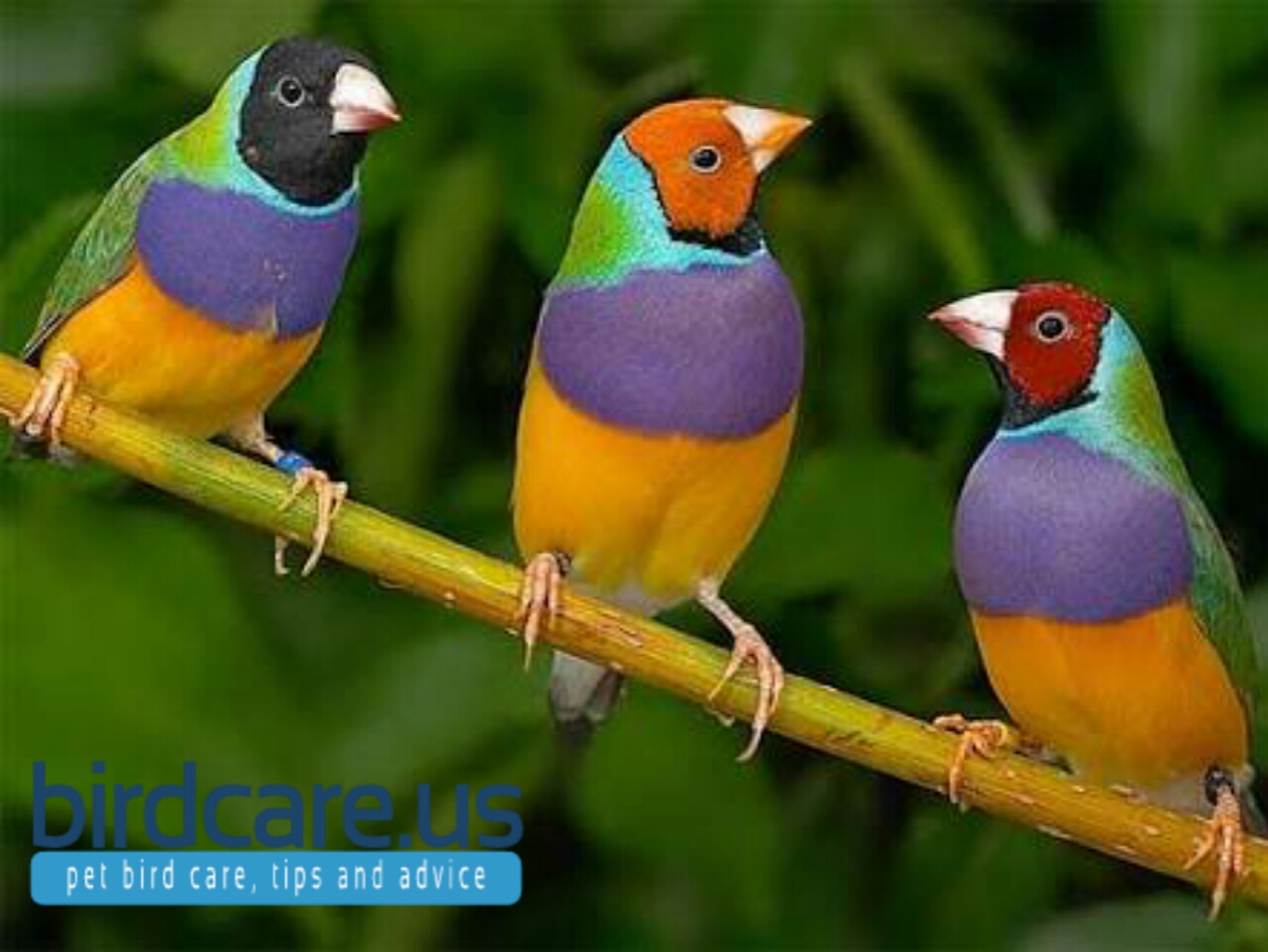 Pekin Robin : Care and behaviour - Pet Bird Care Us