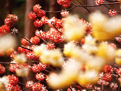 FROM THE GARDEN OF ZEN: Mitsumata (Edgeworthia chrysantha) flowers in ...