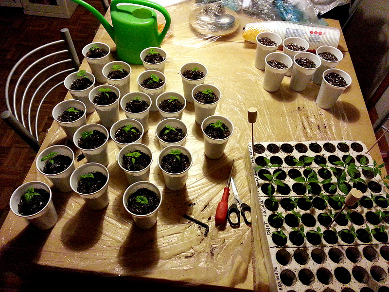 Moj svet kuhanja in priprave sladic: Gojenje čilija - pikiranje