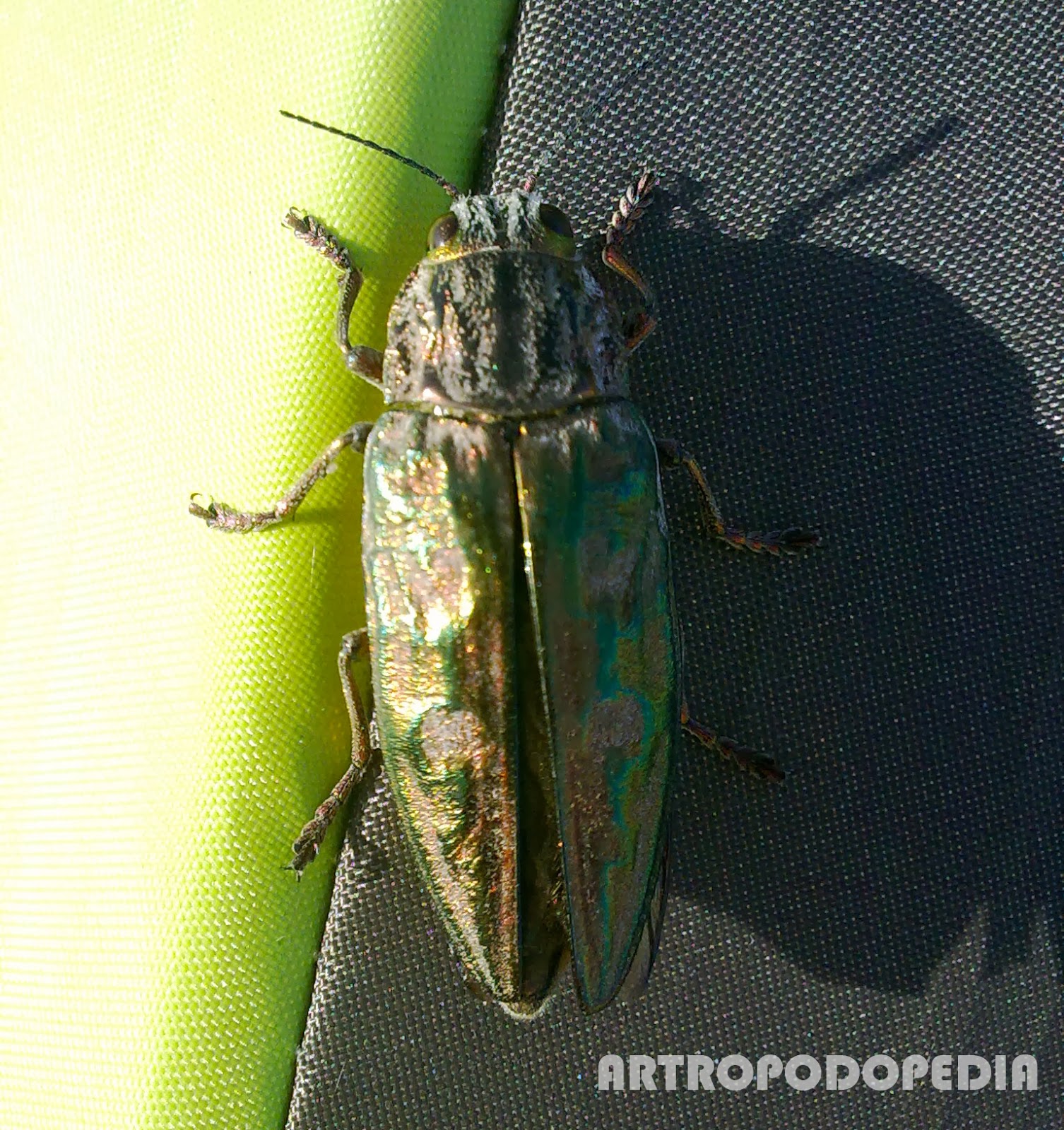 ARTROPODOPEDIA: Escarabajo Joya (Buprestis splendens)