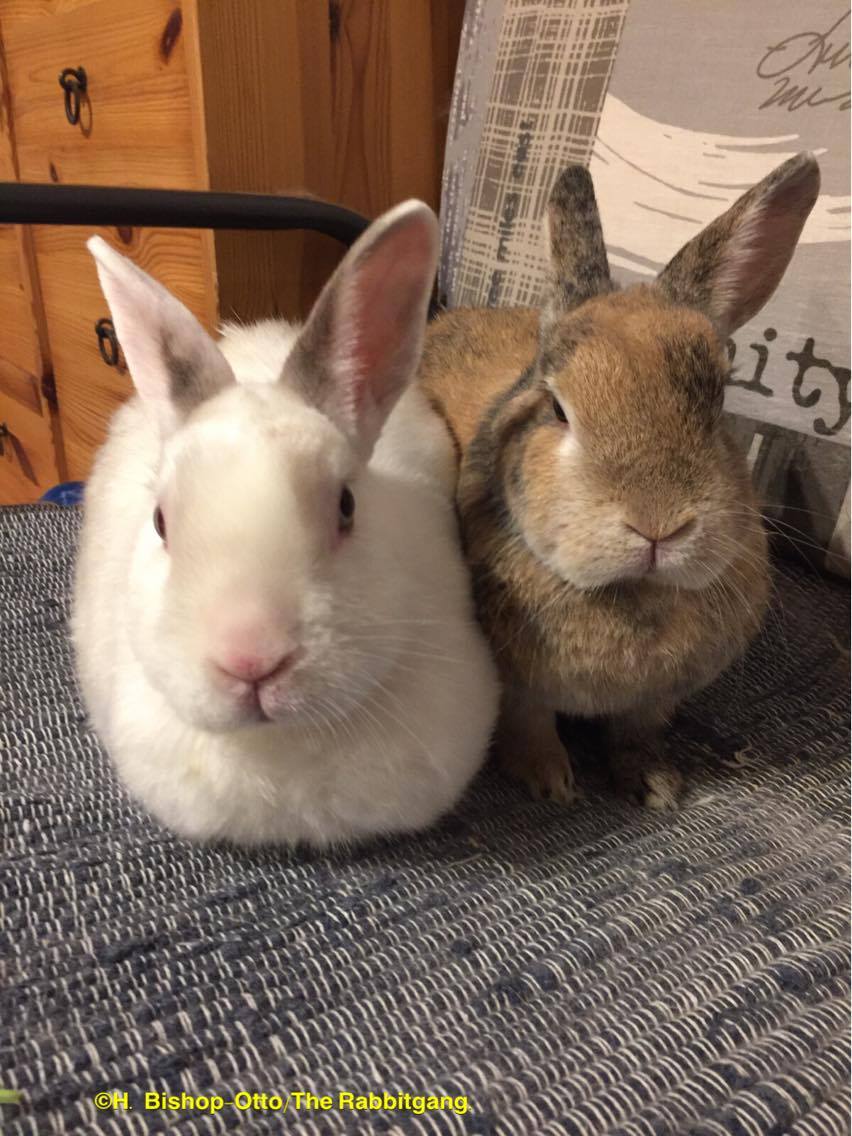 Disapproving Bun: Momo and Zoe