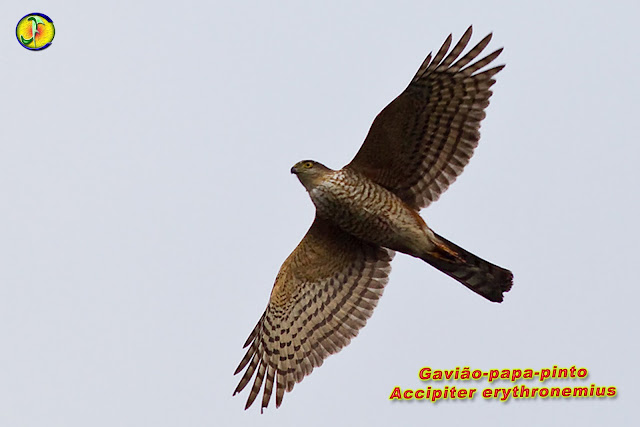 ORNITOLOGIA: Gavião-papa-pinto (Accipiter erythronemius)