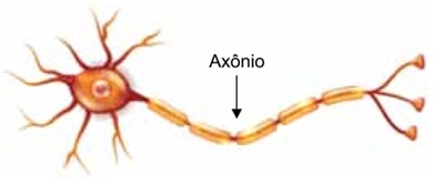 Albert Einstein 2019: O axônio é a parte da célula nervosa responsável ...
