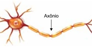 Albert Einstein 2019: O axônio é a parte da célula nervosa responsável ...