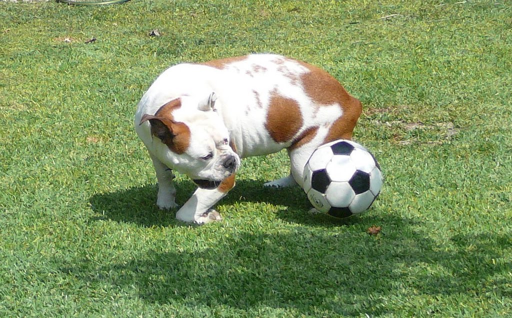 20 Funny animals playing soccer/football (20 pics) | Amazing Creatures