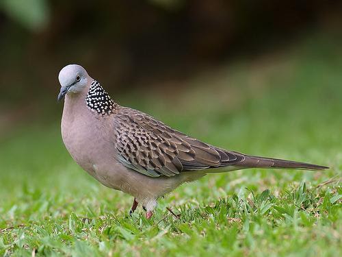 Harga Senapan Sharp Inova: Hewan – Hewan Yang Boleh Diburu di Indonesia