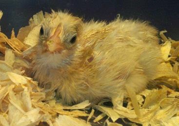 Countrified Hicks: Baby Chicks