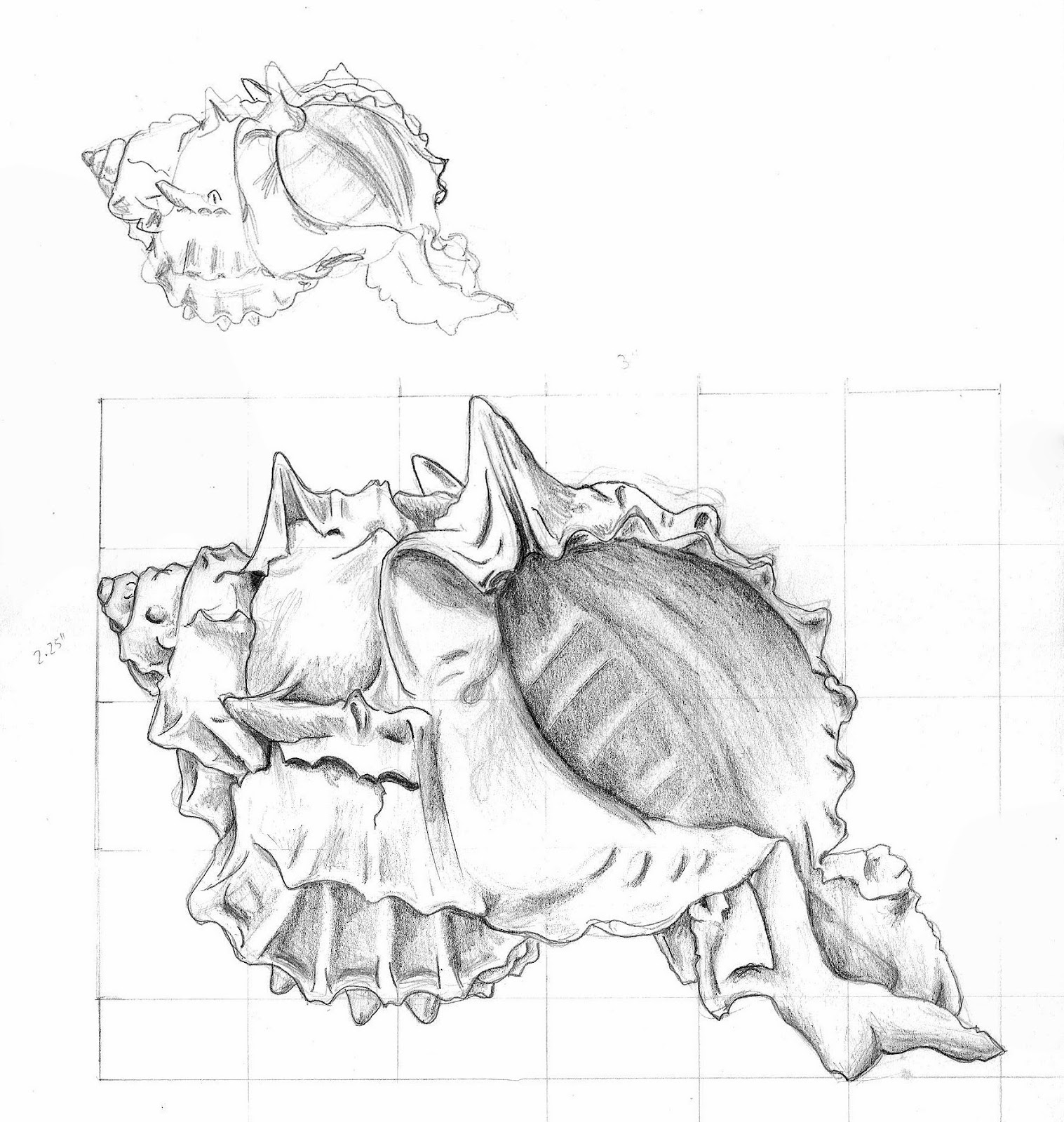 Inky Phalangies Thoughts: Shells