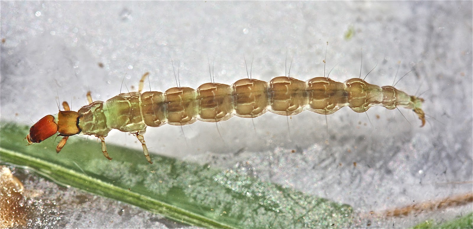 Aquatic Insects of Central Virginia: The Leuctrids (Rolledwinged ...
