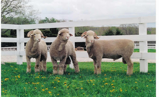 The Sheep Whisperer: "Lamb" Merino Breed