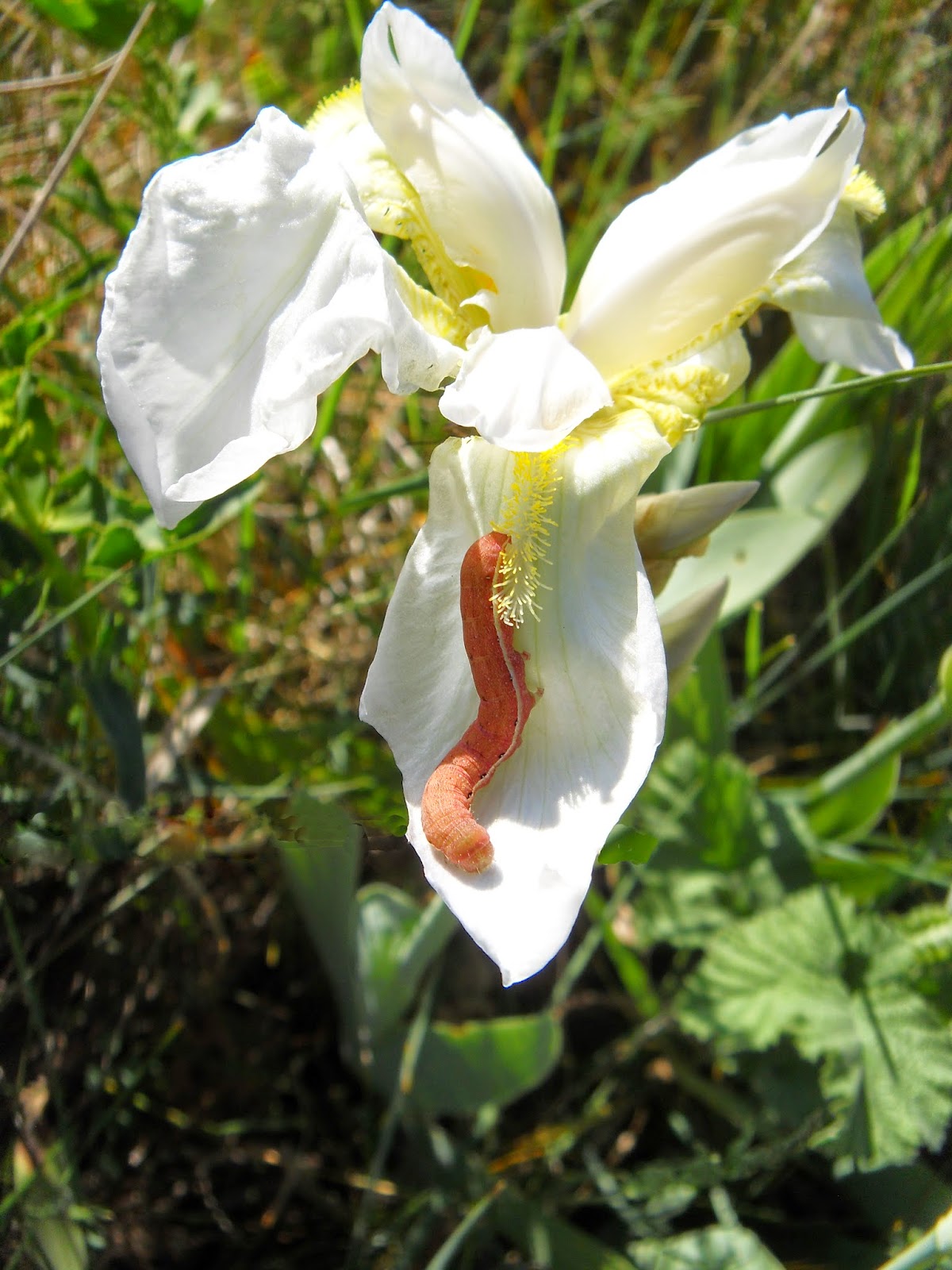 Anne MOREAU: Chenille rose - Pour Thaïsse