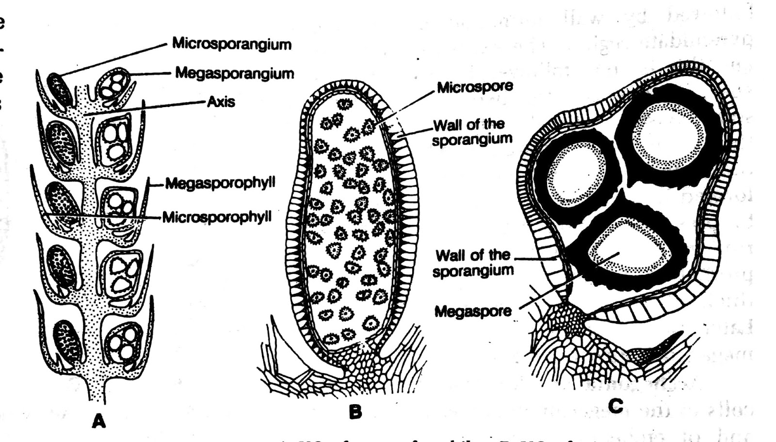 Botanica: BRYOPHYTES AND PTERIDOPHYTES