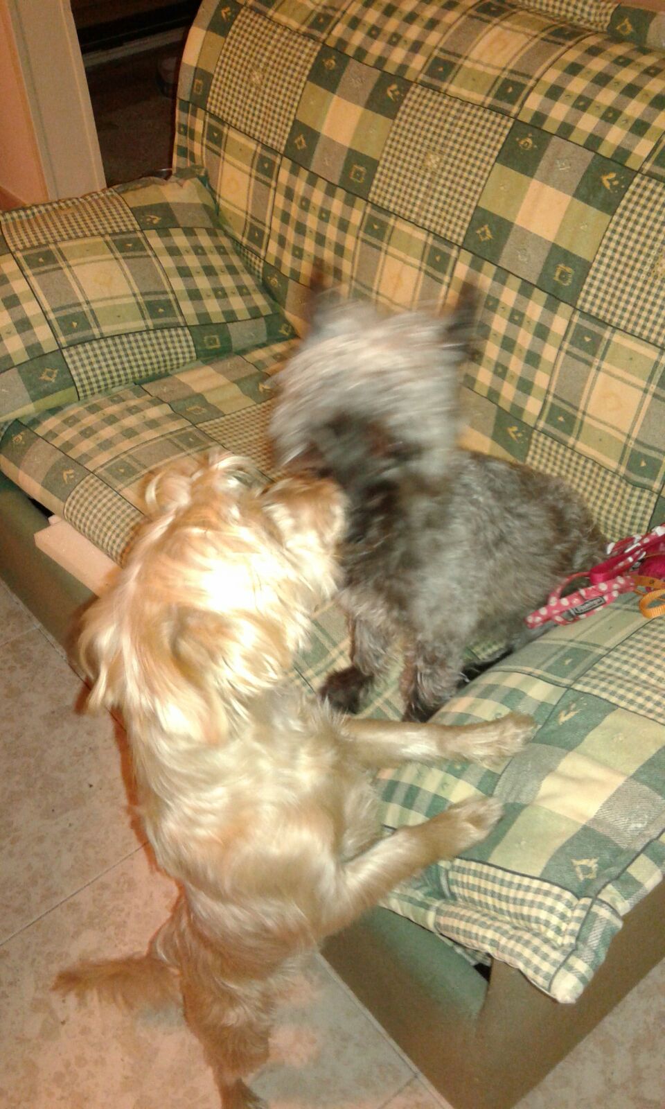 Adotta un cane a Siracusa: ADOTTATI - Incrocio barboncino yorkshire in ...