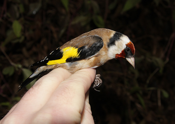 Kenari Mule | Goldfinch Mules - Mustika Kembar