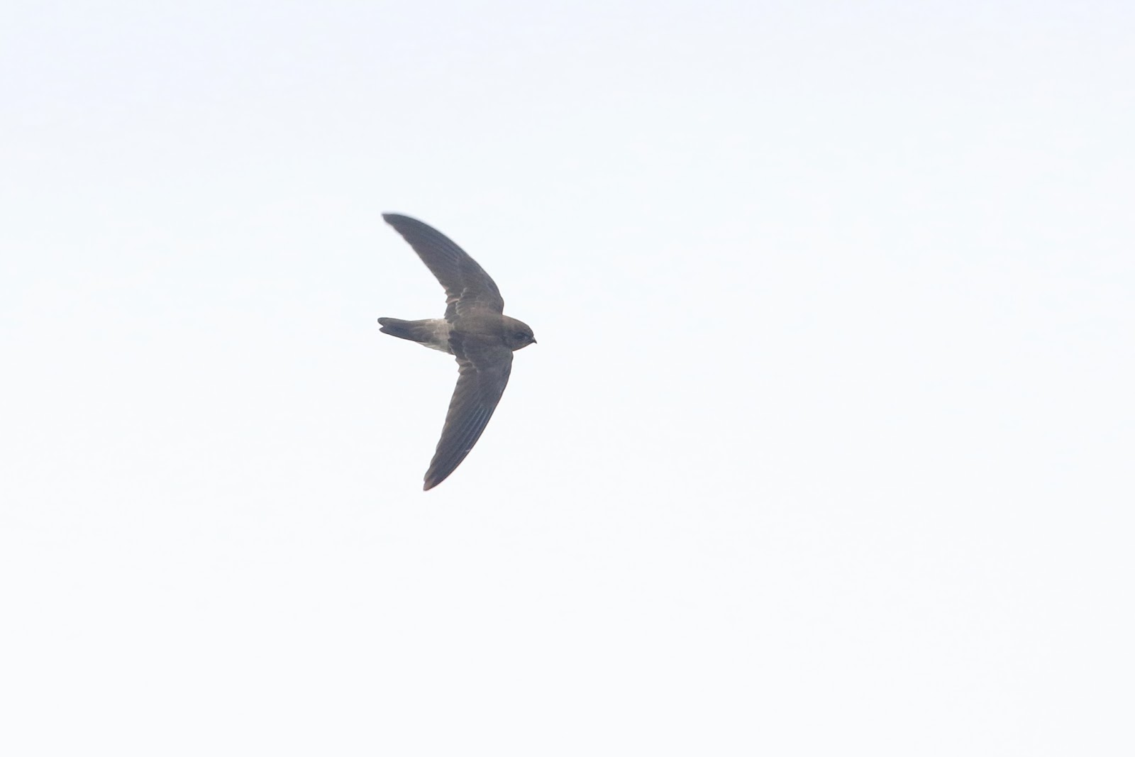 Fai's Birding Blog: Germain's / Himalayan Swiftlet
