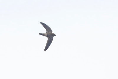 Fai's Birding Blog: Germain's / Himalayan Swiftlet