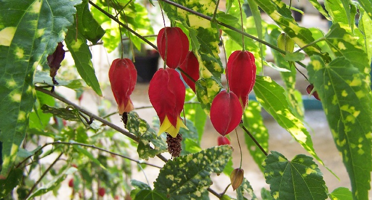HOW TO GROW ABUTILON MEGAPOTAMICUM 'Variegatum' |The Garden of Eaden