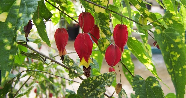 HOW TO GROW ABUTILON MEGAPOTAMICUM 'Variegatum' |The Garden of Eaden