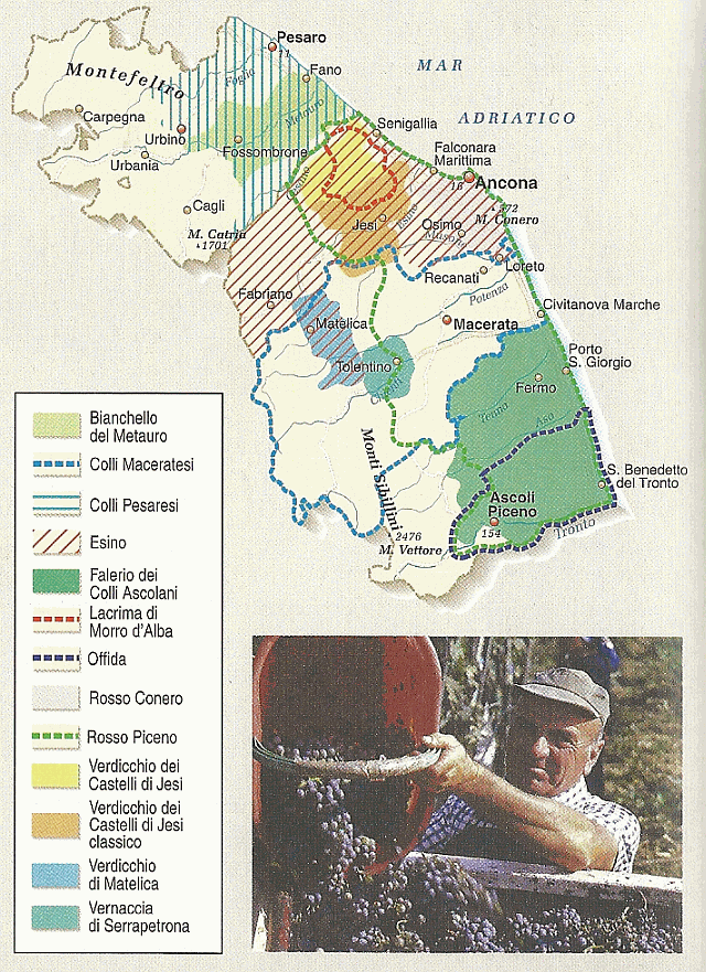 Vino-Marche: Italian Wine From Le Marche