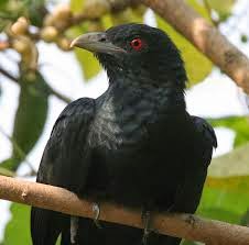 Birds beautiful hd wallpapers 2014: koyal beautiful wallpapers