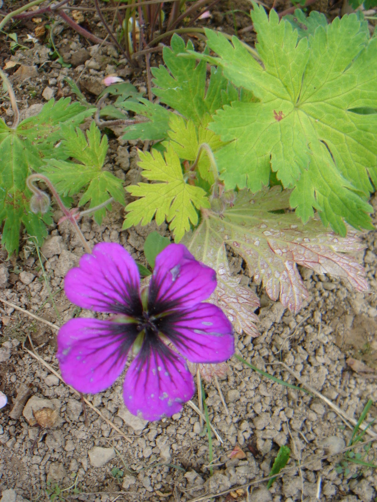 Sous le ciel ardennais ...: Mes vivaces préférées (1): les geraniums