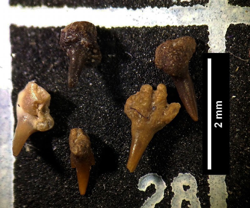 Fossils and Other Living Things: Teeth and Denticles ~ A Loss of Clarity